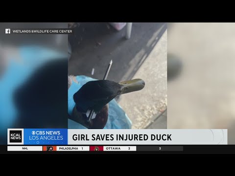 Orange County girl hailed as hero after saving duck shot through head with arrow