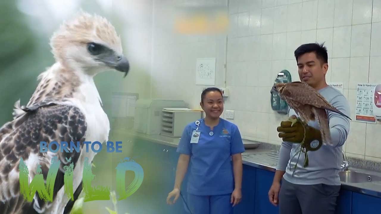 Doc Ferds Recio visits a specialized falcon clinic in the United Arab ...