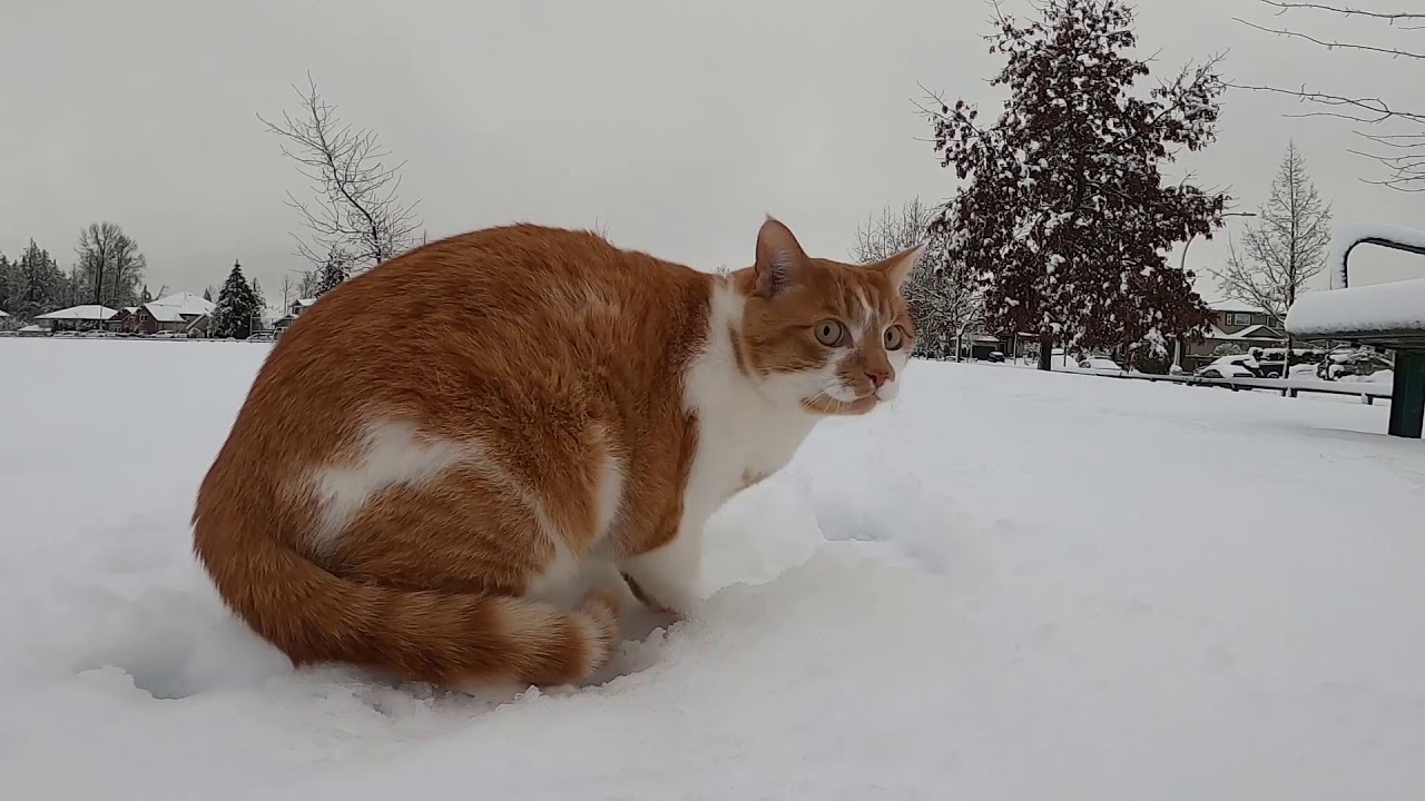 Funny cat snow walking | 下雪了，猫咪吵着去雪地里玩，一下地就不顾一切飞奔回家 - YouTube