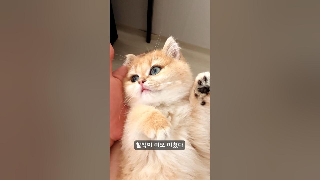 찰떡이 미모 미쳤다 팔불출 집사 눈에 멋짐이 뿜뿜 고양이 Cat Youtube