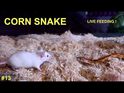 LIVE FEEDING - Young Corn Snake TAKES DOWN Adult Mouse!! (It takes ...