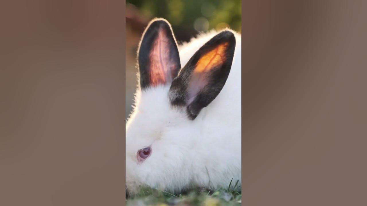 😵Why Do Rabbits Binky? 🐇💨 #pets #animalfacts #shorts - YouTube