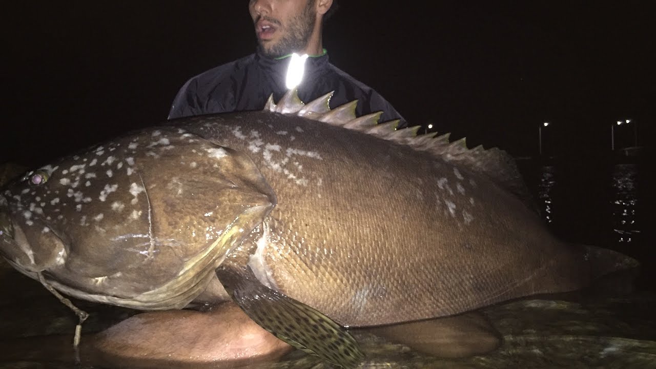 giant grouper off the rocks on popping gear - YouTube