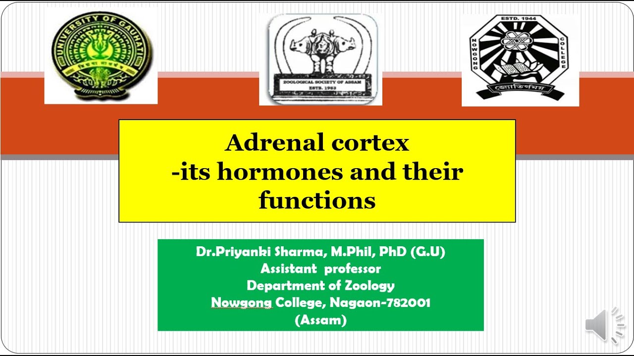 Adrenal Cortex: Its Hormones and their Functions - YouTube