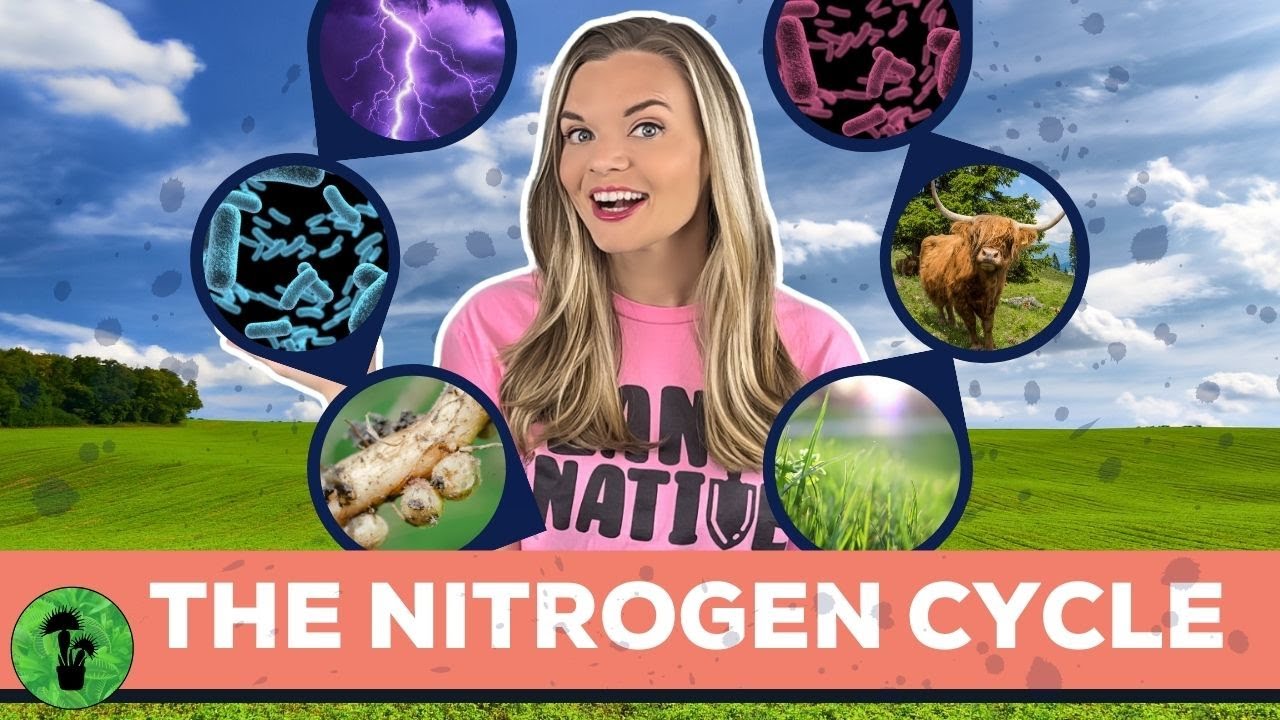 The Nitrogen Cycle - YouTube