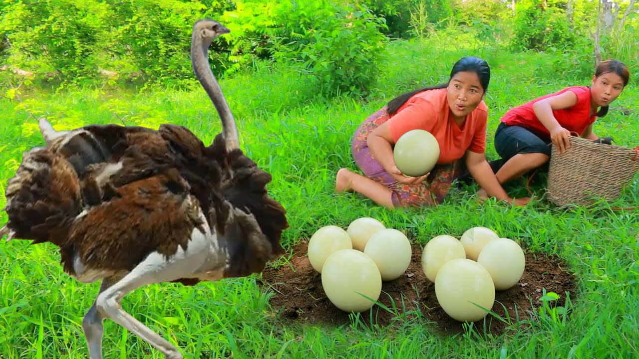 Women Catch Chicken meet Ostrich Eggs -Cooking Ostrich Eggs and Chicken ...