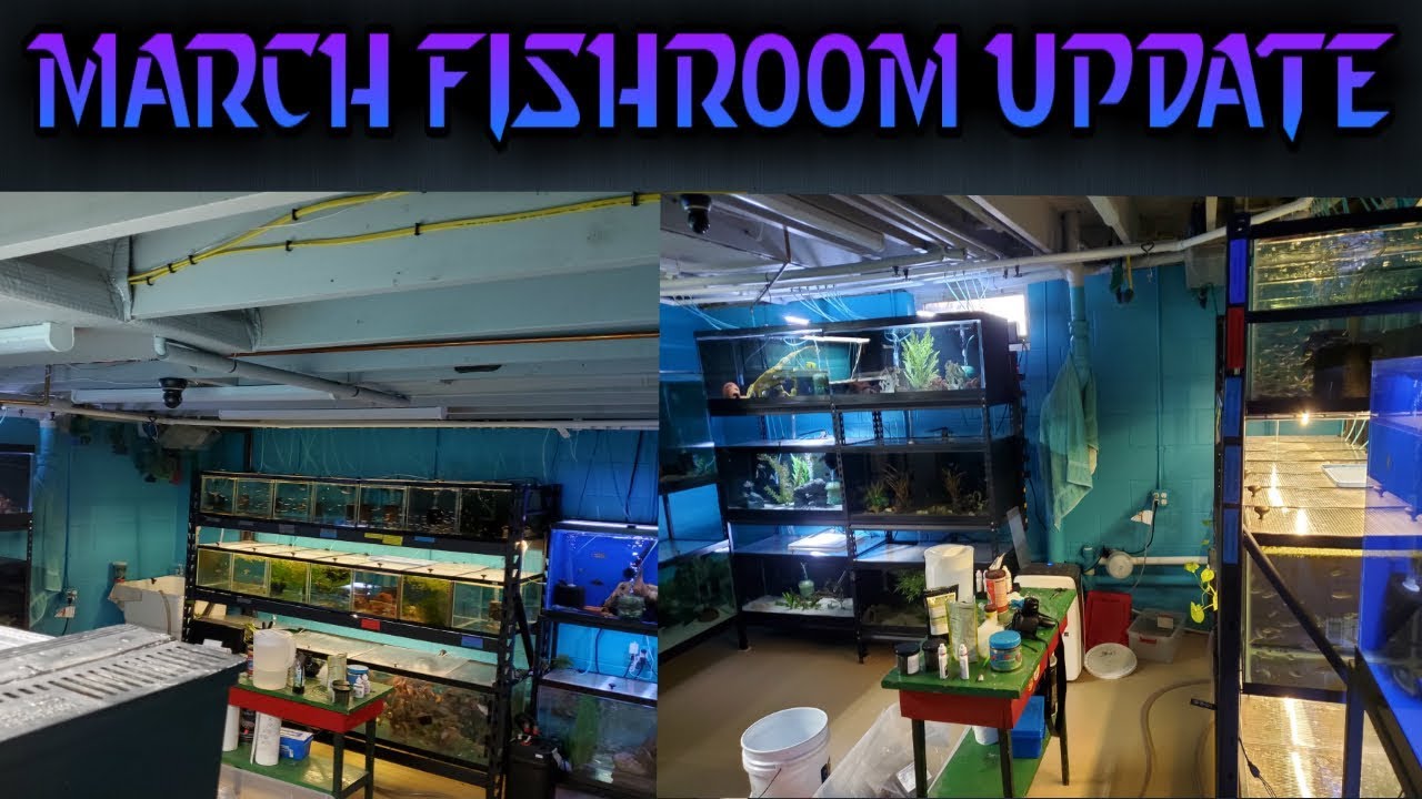 Fish Room Update March 2019 - YouTube