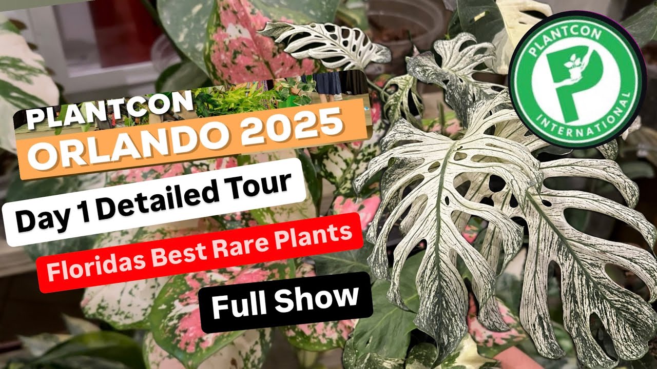 Plant Con 2025 Orlando Florida Full Show Rare Plants Variegated Plants ...