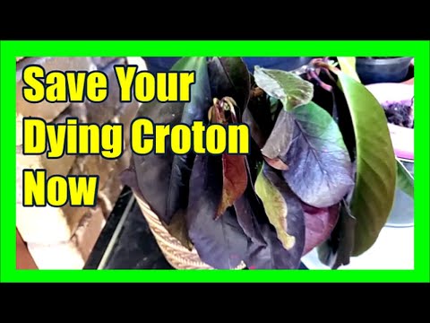 How to Revive a Dying Croton: How To Save Overwatered Dying Croton Plant
