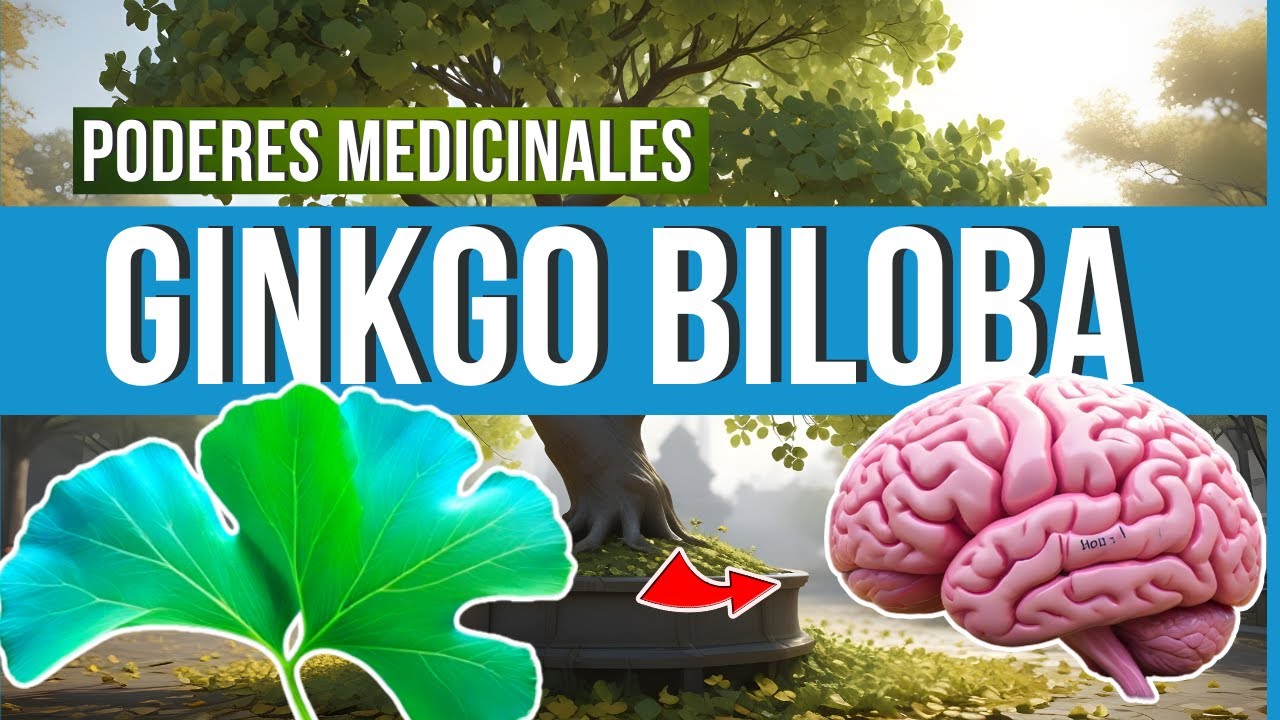 🍃 Beneficios y Poderes MEDICINALES del GINKGO BILOBA 🍂 - YouTube