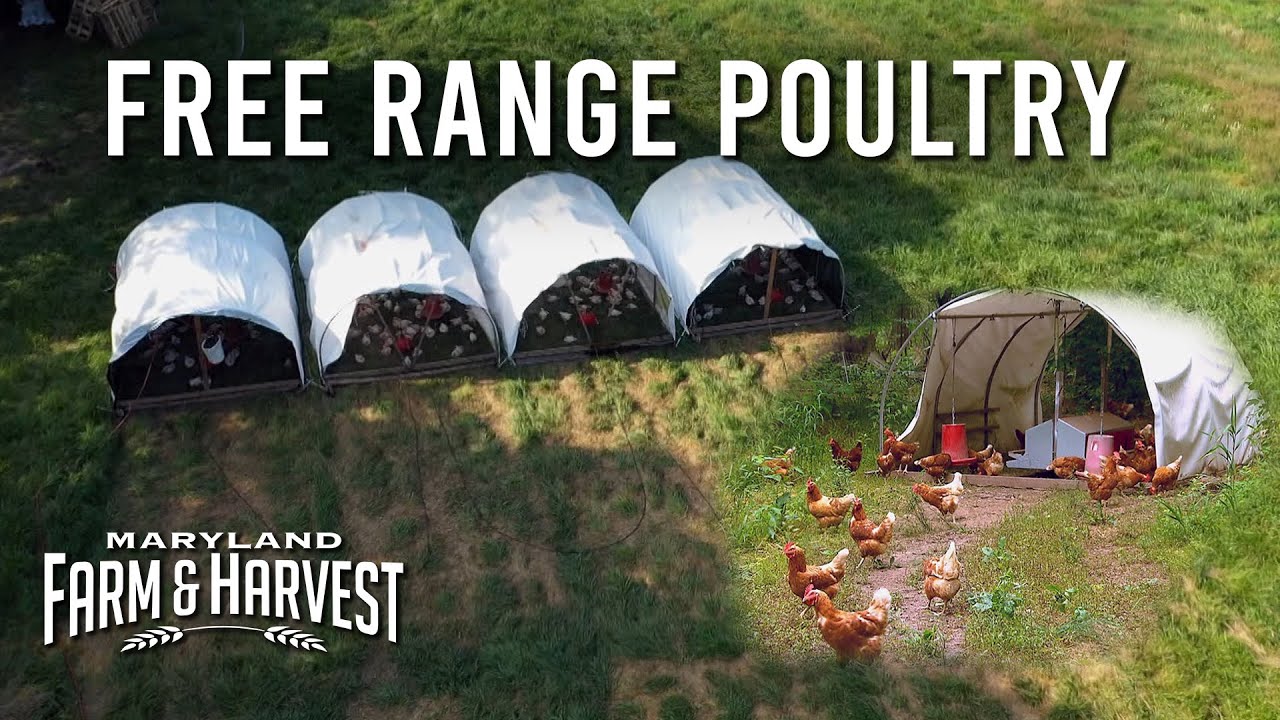 The Benefits of Raising Free-Range Poultry | MD F&H - YouTube