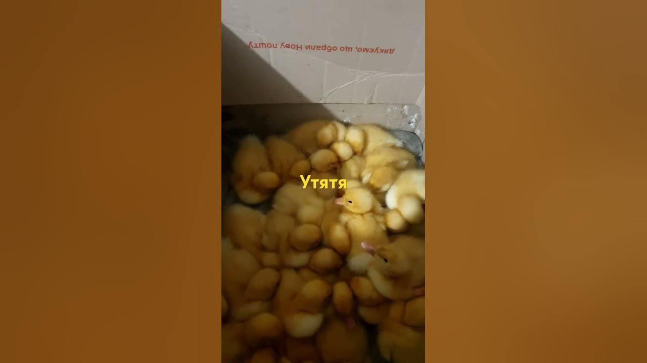 Утятя - YouTube