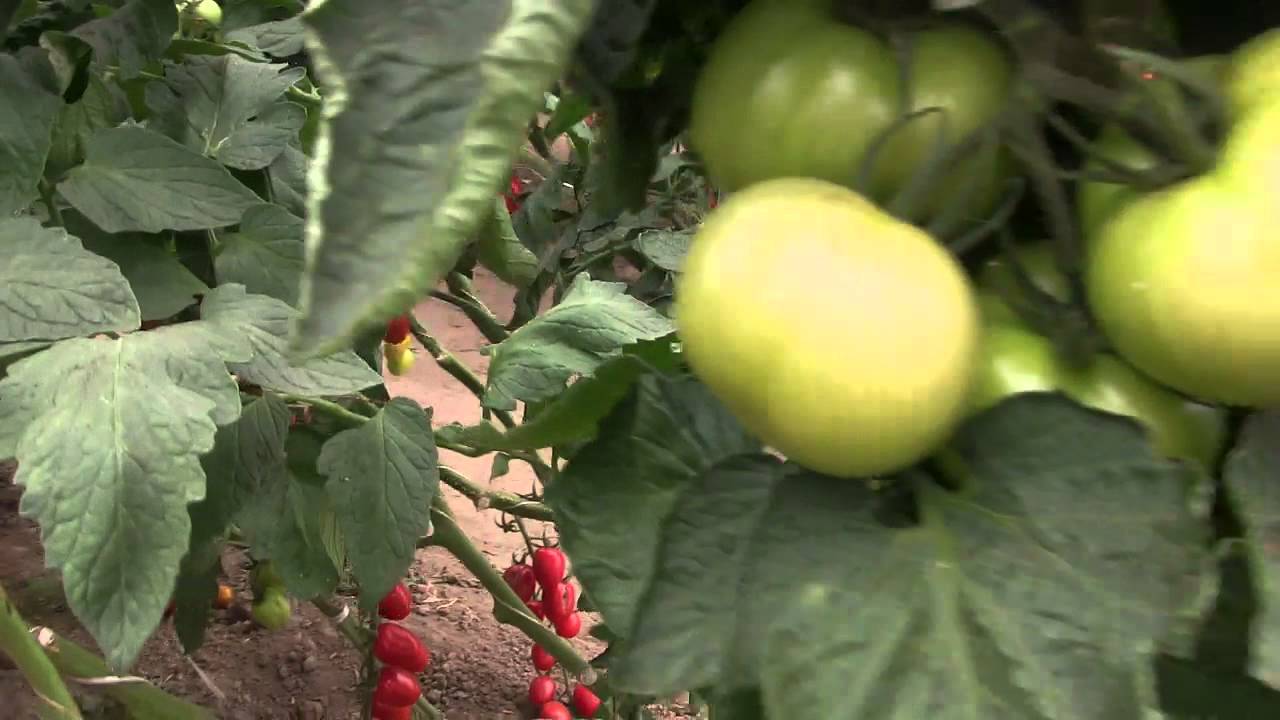 Берил F1 (Beril F1) индетерминантный томат (Rijk Zwaan) - YouTube