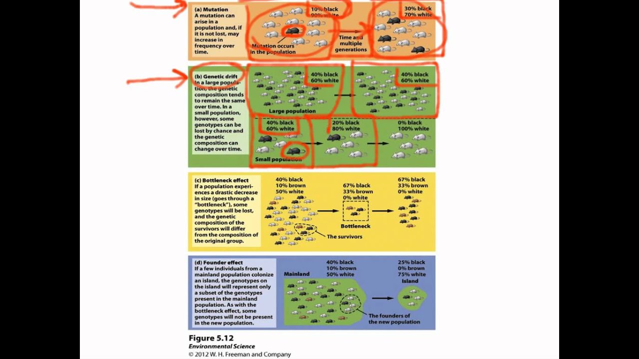 APES CH 5 Evolution by random processes - YouTube