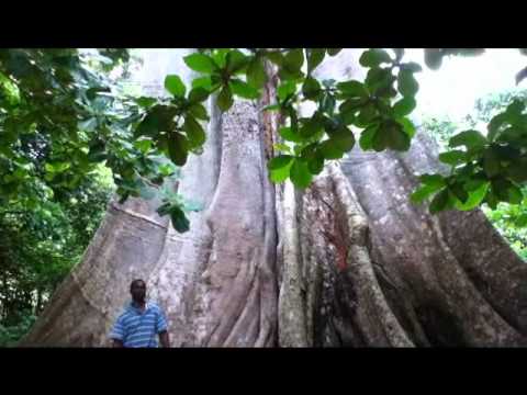 Cotton Tree - Liberia - YouTube