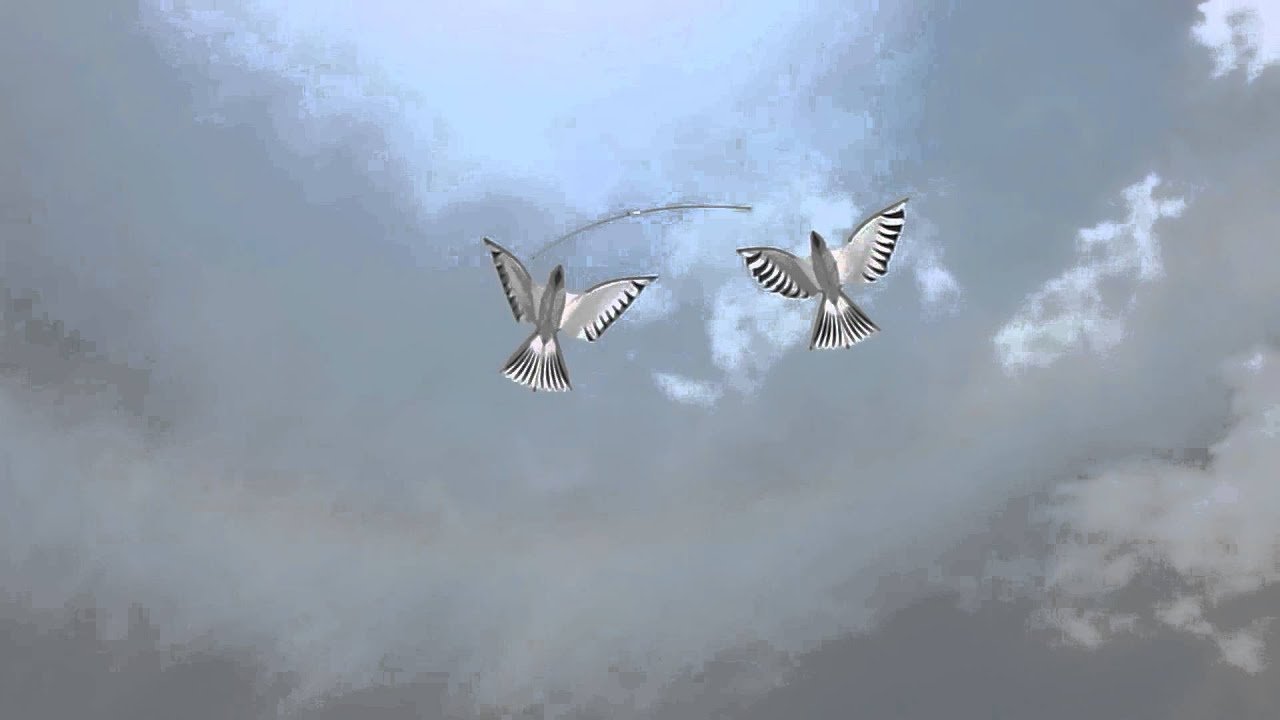 Karl Longbottom Dove Kites - YouTube