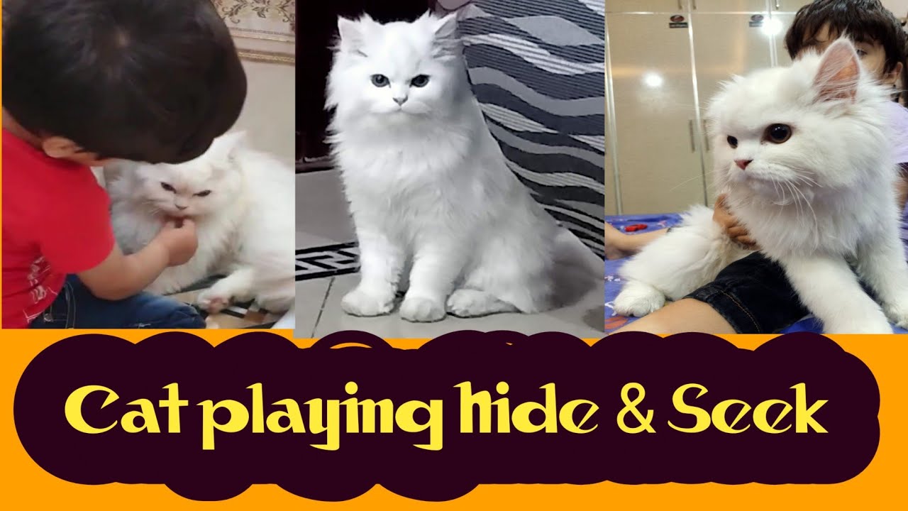 Cute kitty | Cat playing | meow meow | Syn Cole | kitten lili | Catmeow ...
