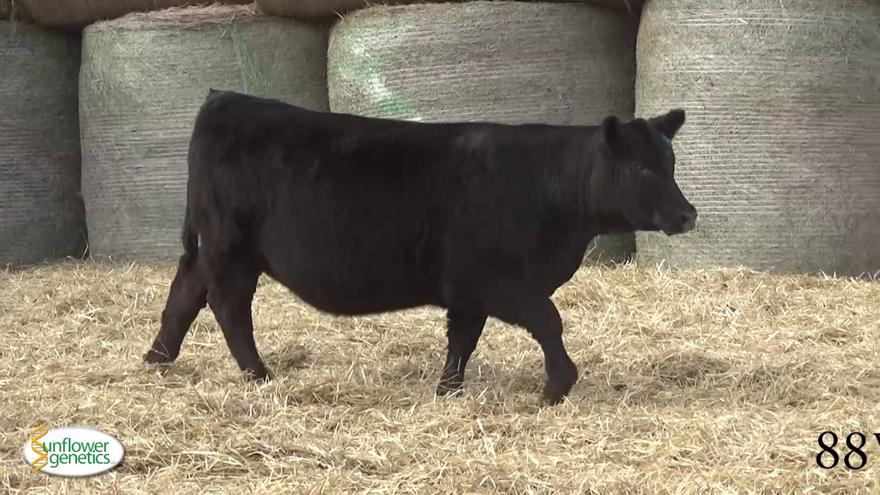 Lot 88 YouTube lot-88-youtube