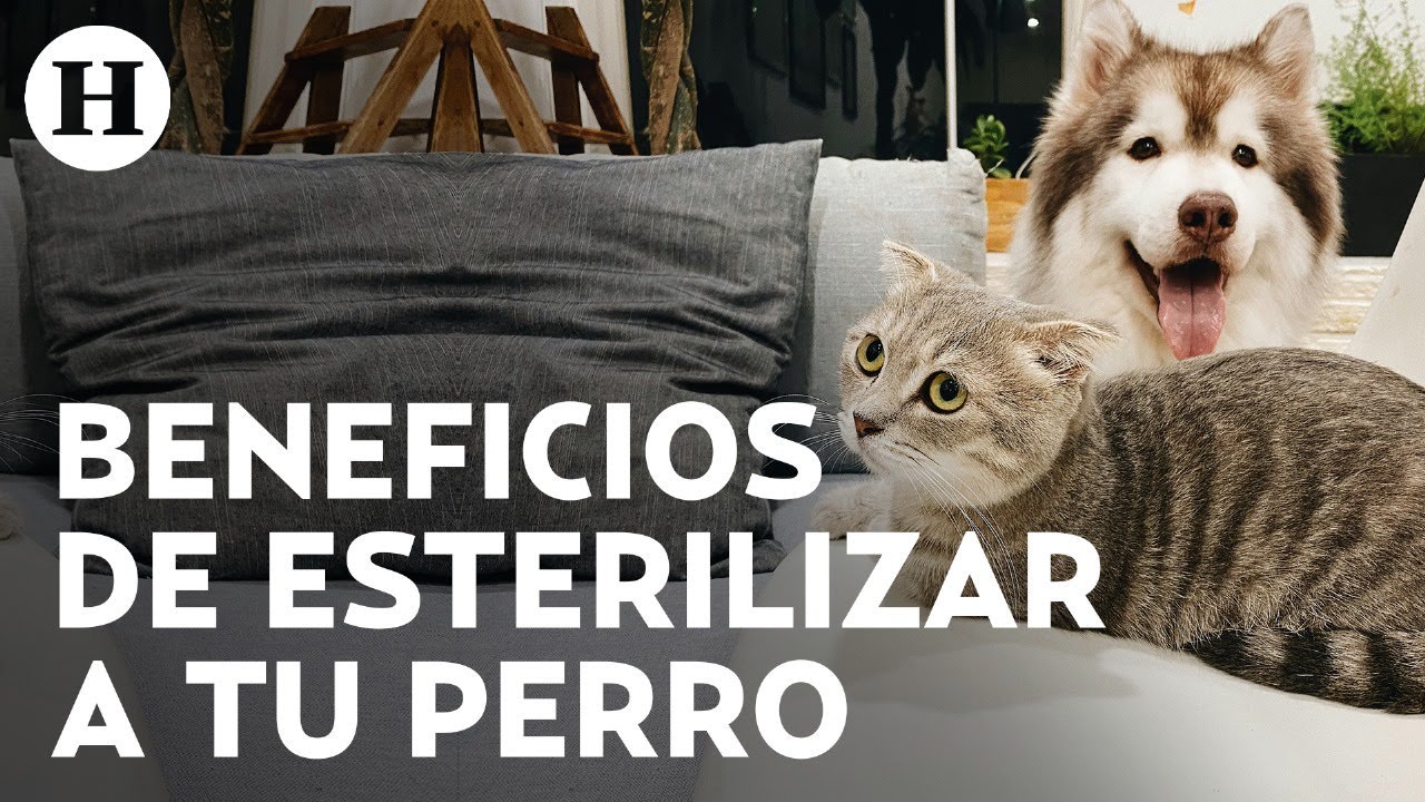 ¿por Qué Es Importante Esterilizar A Mi Mascota Conoce Los Beneficios
