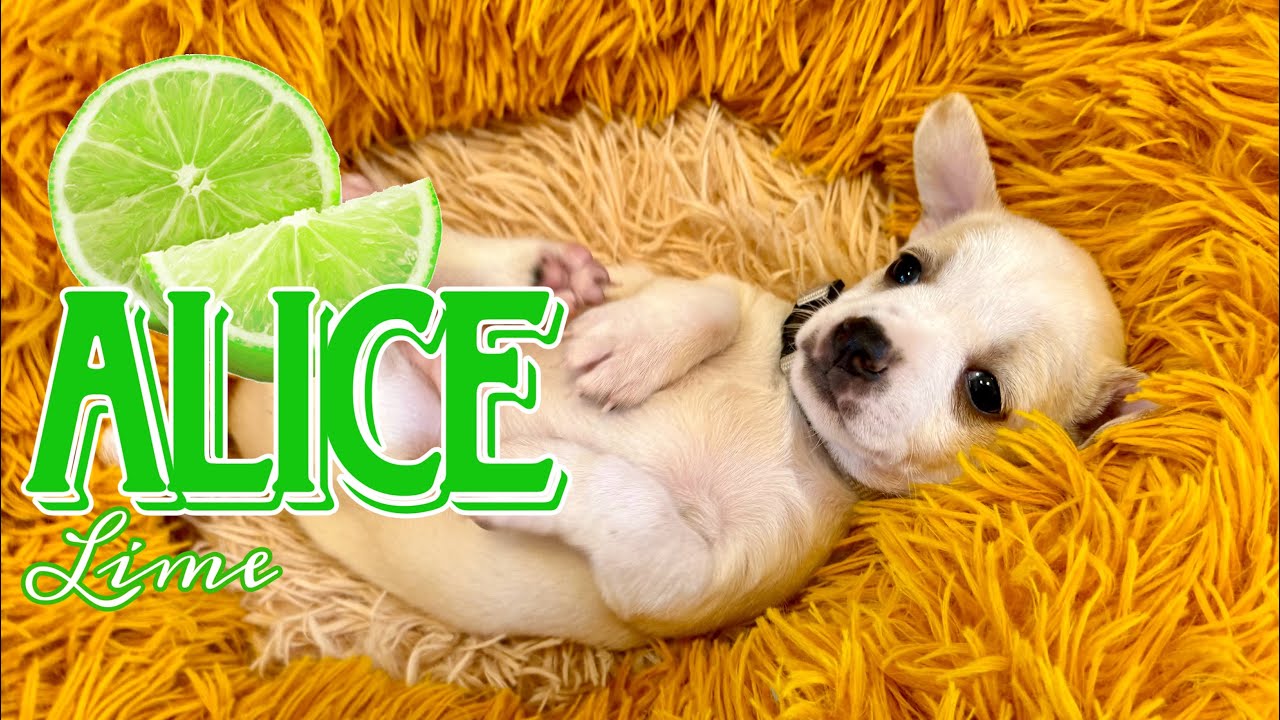 Little Alice Lime will light up your smile! 💚🍋‍🟩🐾 - YouTube