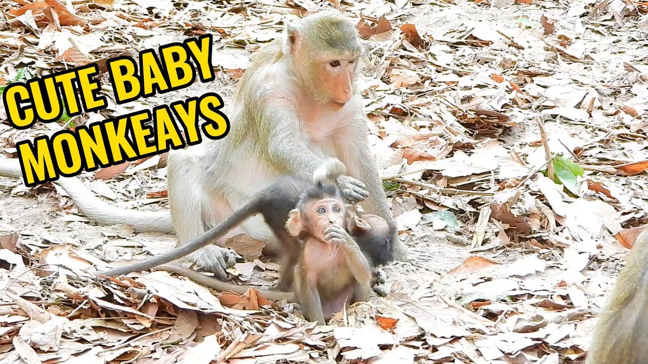CUTE BABY Monkeys - YouTube