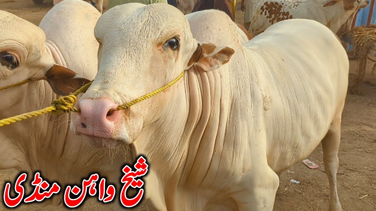 Sheikhwan Cow Mandi Updates ️‍🔥 Nookray, Ablak, Cholistani Bulls Update ...