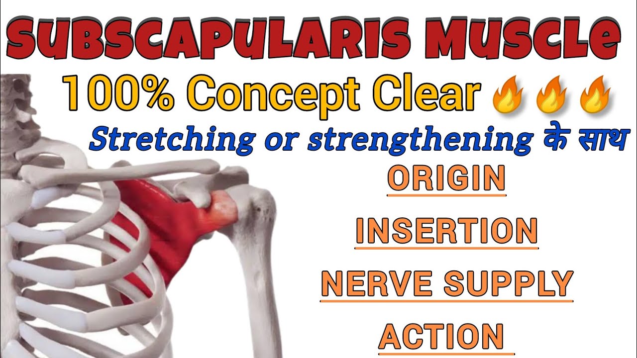 SUBSCAPULARIS MUSCLE ANATOMY in Hindi || Origin | Insertion | Nerve ...