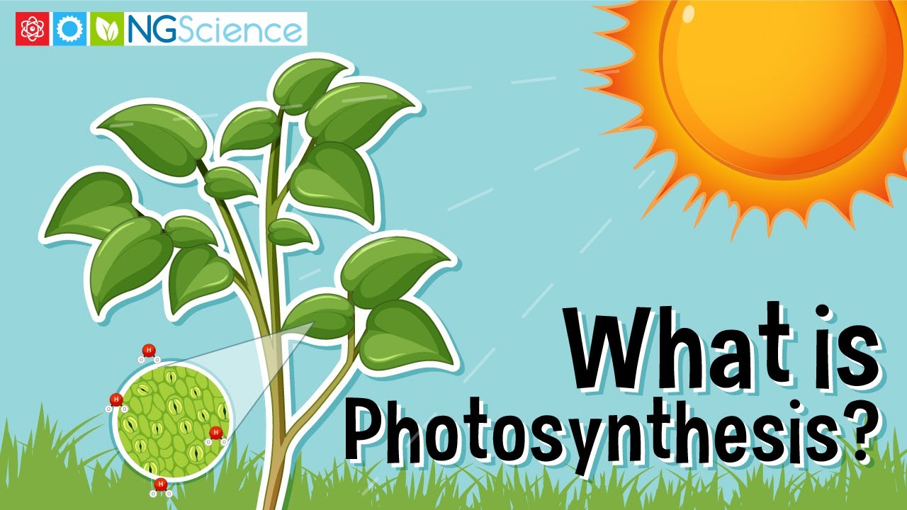 What Is Photosynthesis In Plants Photosynthesis In Higher Plants what-is-photosynthesis-in-plants-photosynthesis-in-higher-plants