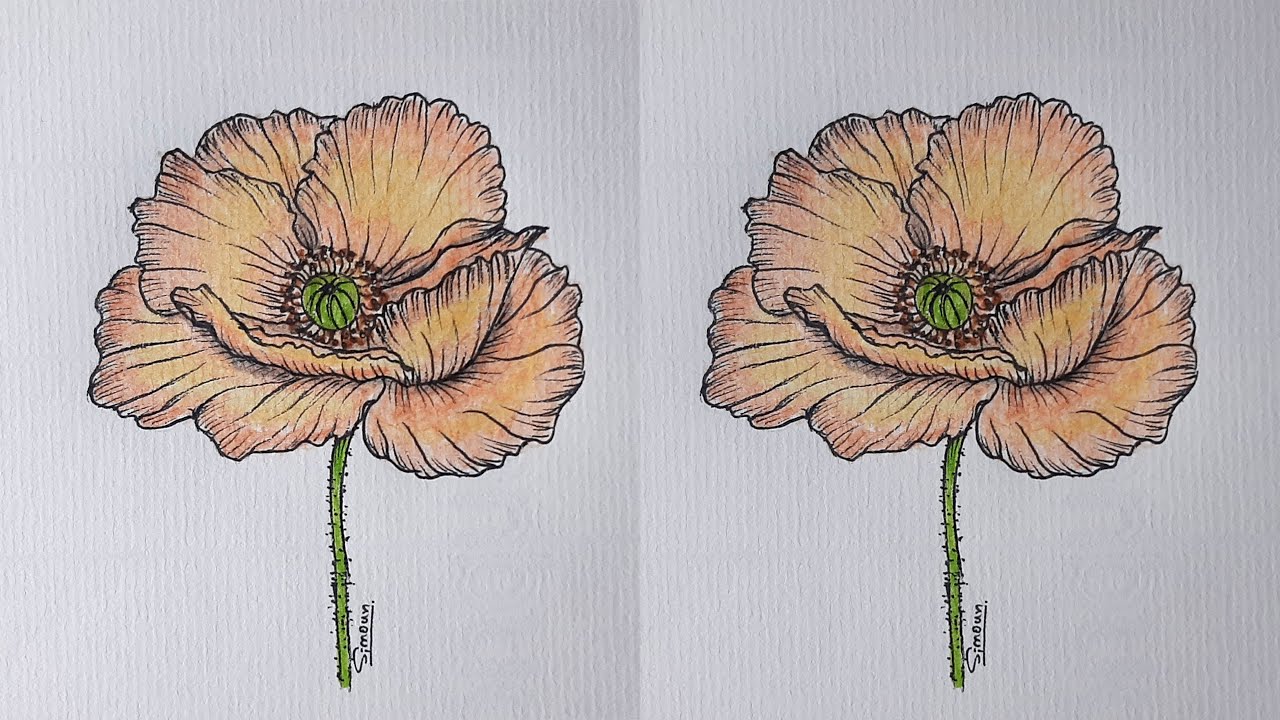 How to Draw California Poppies | Poppy Flower Drawing - YouTube