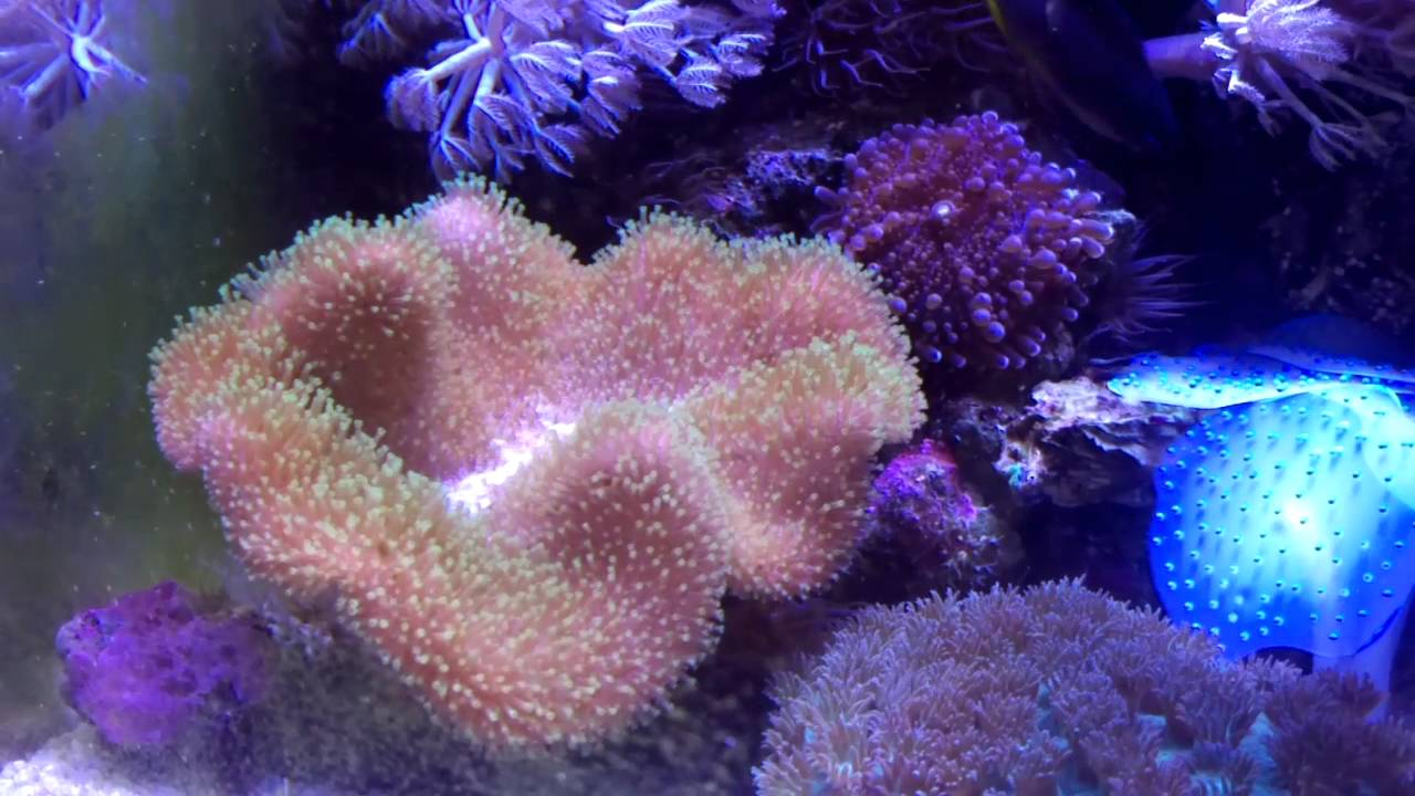 Kent marine bio reef with lighting mod - YouTube