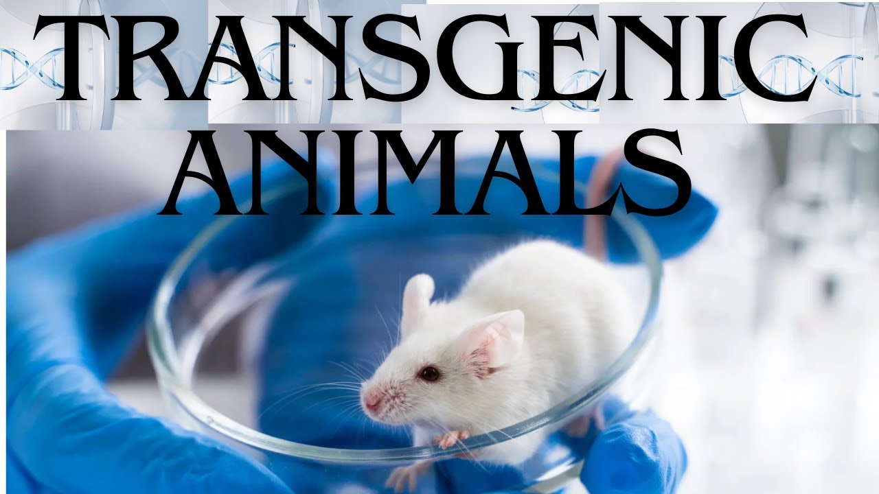 Transgenic Animals - YouTube
