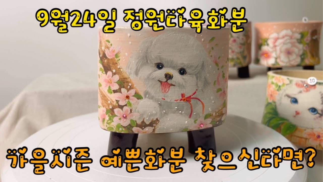 2024년 9월 24일 가을분갈이 정원다육화분과함께해요🥰정원다육화분 정원다육 길화분봄봄화분다빈분예쁜화분다육화분