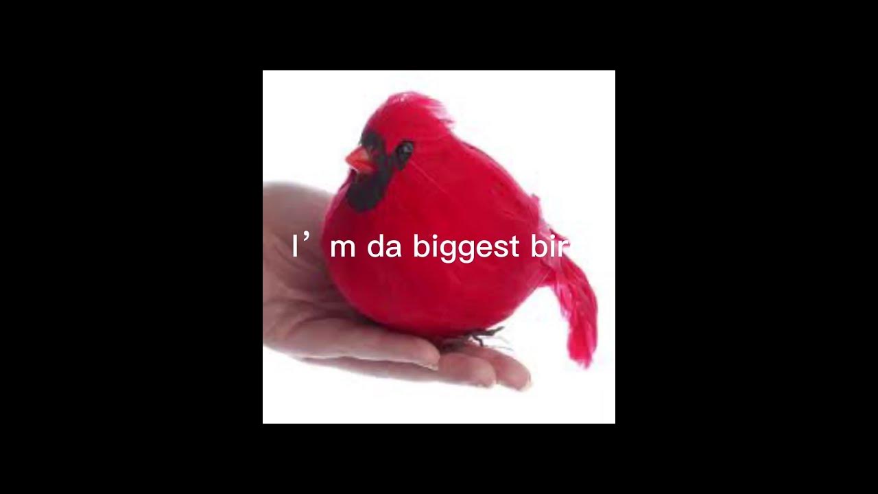 Im Da Biggest Bird Youtube