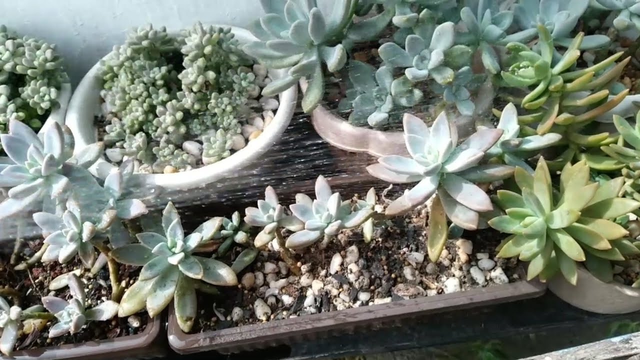 NAGDILIG NG AKING HALAMANG SUCCULENTS - YouTube