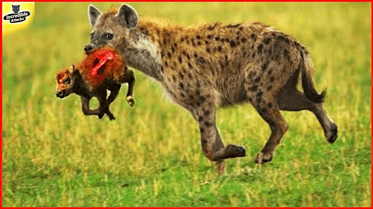 Top Incredible Attacks Hyena attack New Born Calf ALIVE - YouTube