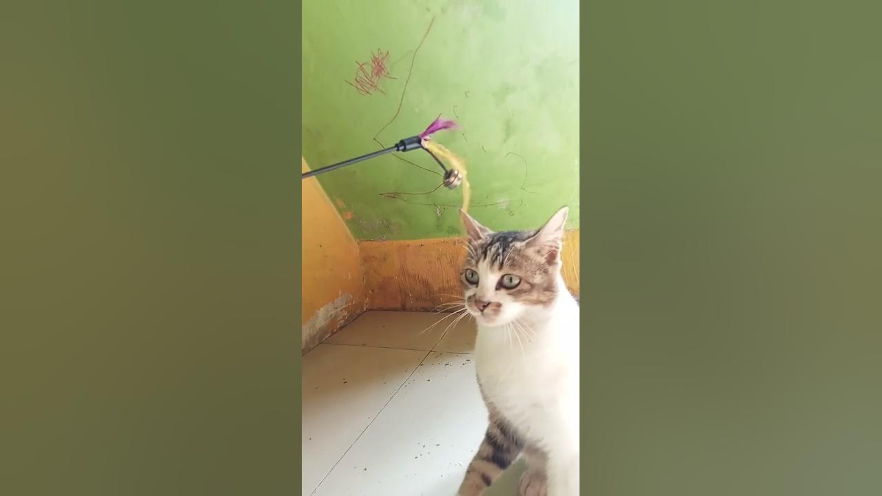 A Cat vs Catnip, cat react to catnip #cat #catnip #neko - YouTube