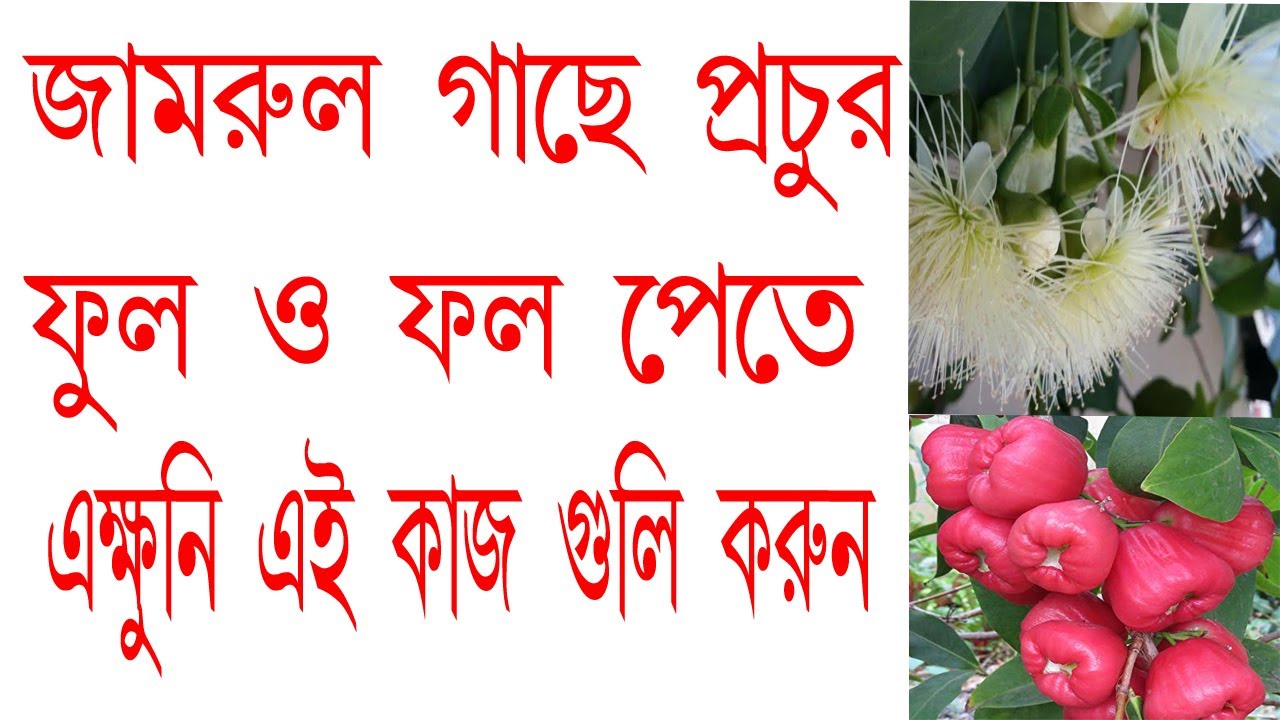 জামরুল গাছে প্রচুর ফুল ও ফল পেতে এই কাজ গুলো করুন/flower and fruit set ...