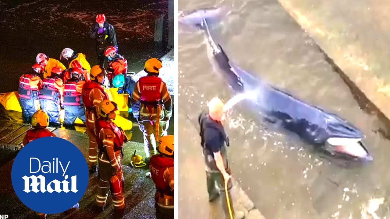 Minke whale in Thames: Vets and RNLI battle to save baby whale stranded ...