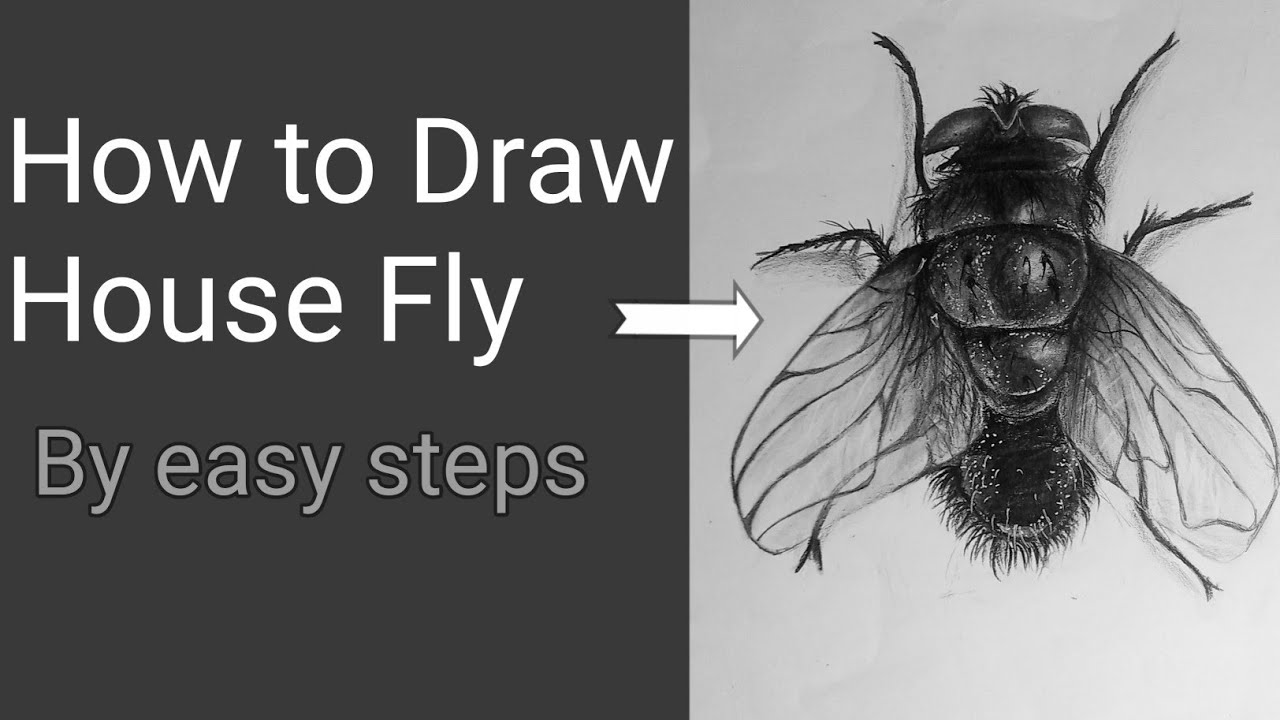 How to draw easy realistic housefly // The Artist - YouTube
