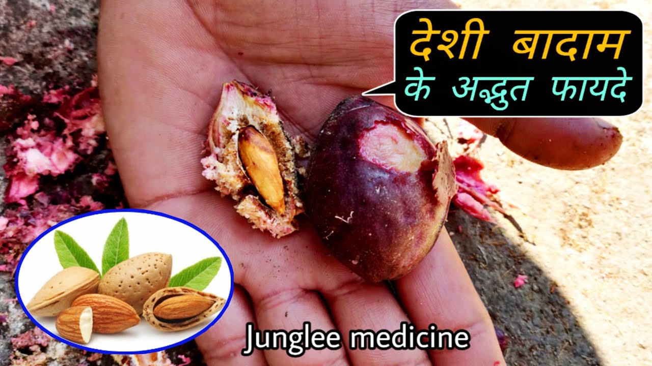 बादाम के अद्भुत औषधीय फायदे और पहचान/junglee medicine/Almond ke fayde ...