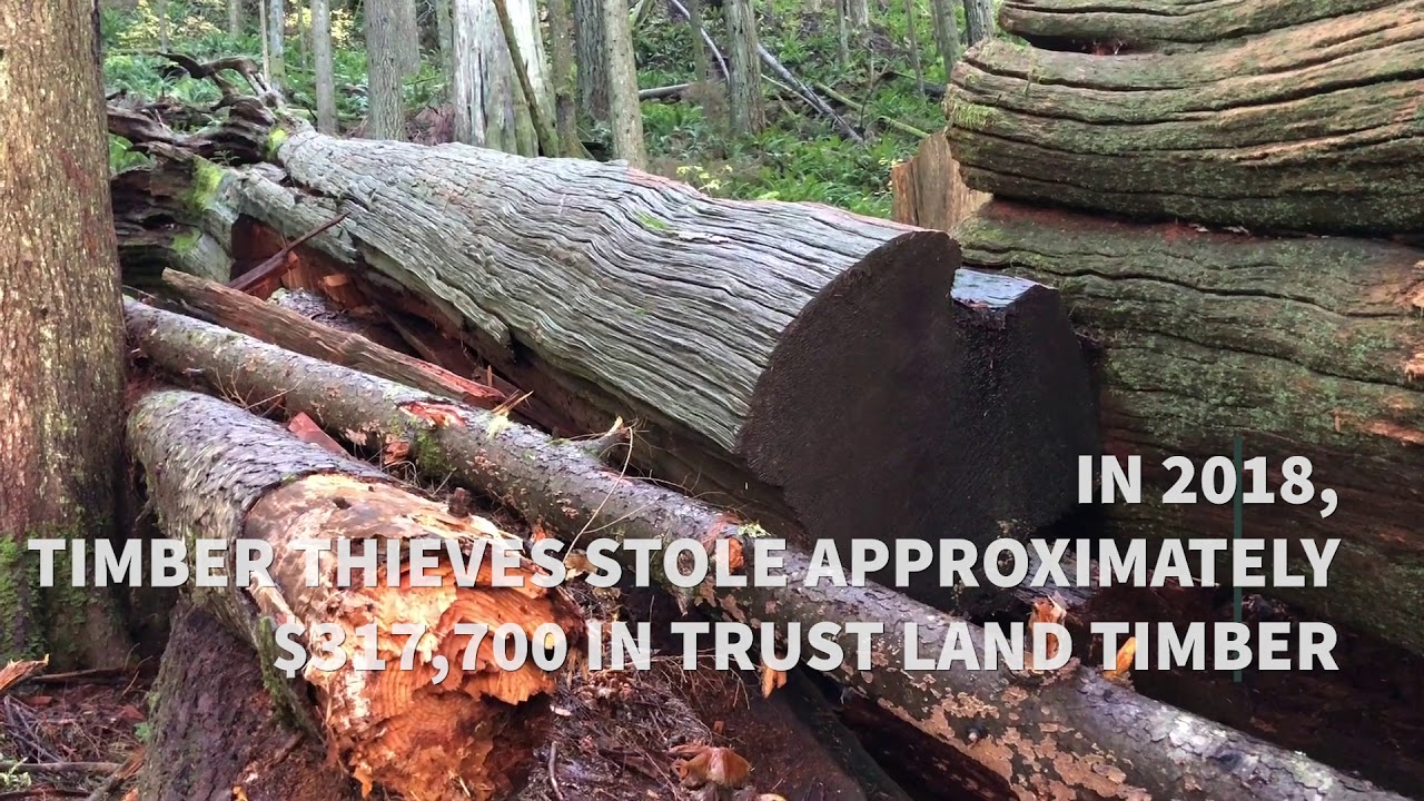 You can help stop timber theft - YouTube