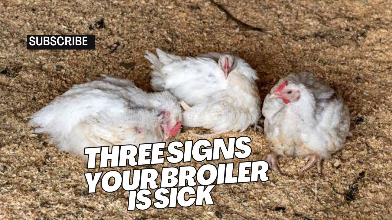 Three Most Important Signs your Broiler Chickens are Seriously Sick ...