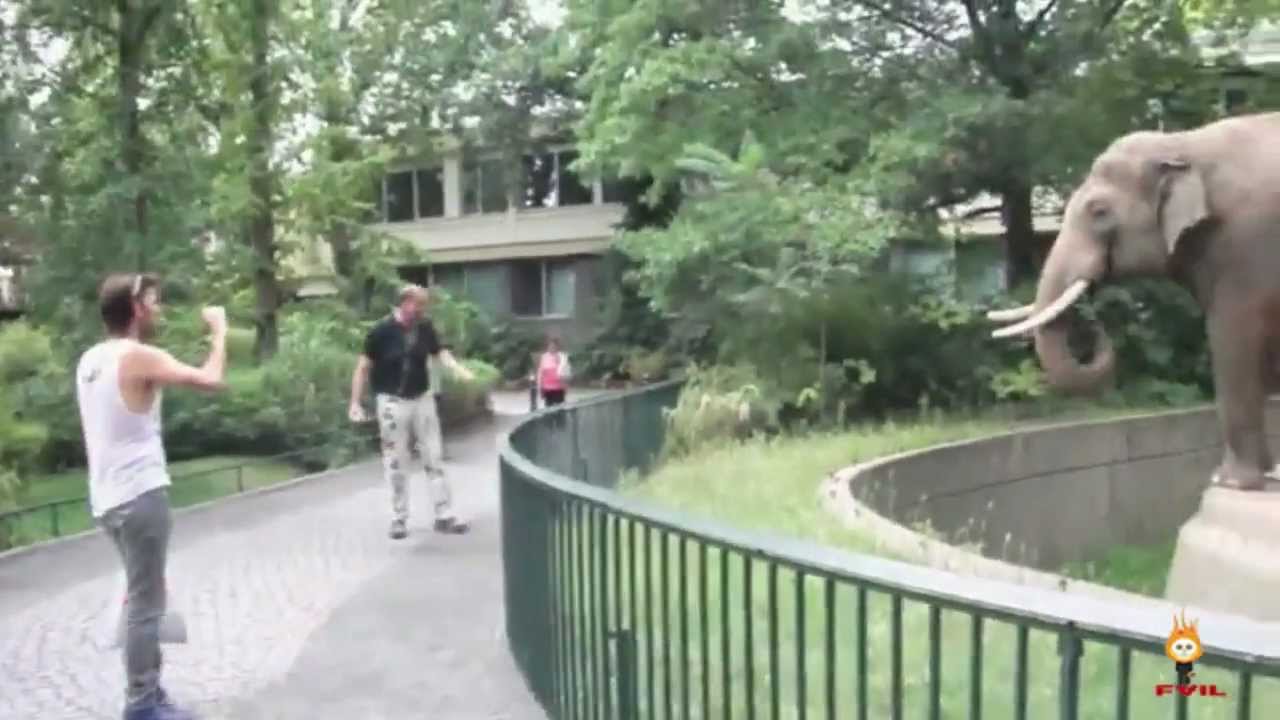 Elephant Flings Poop at Man - YouTube