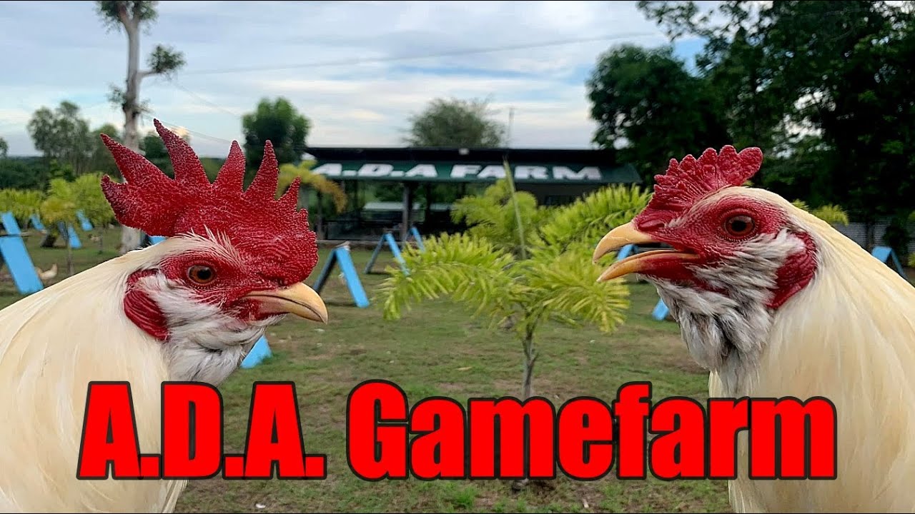 Lets Visit The Farm Of A.D.A. Gamefarm - YouTube