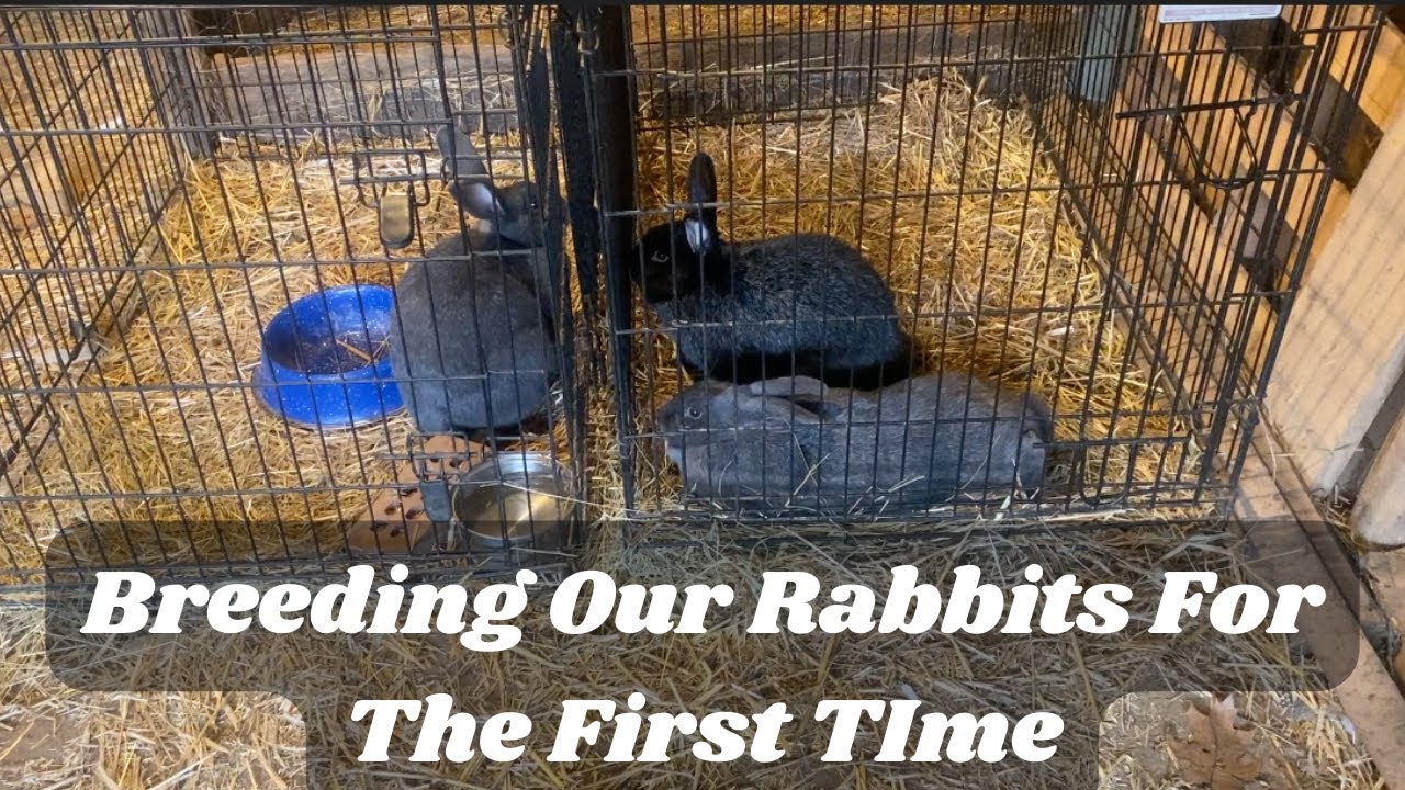 Breeding Our Rabbits For The First Time - YouTube