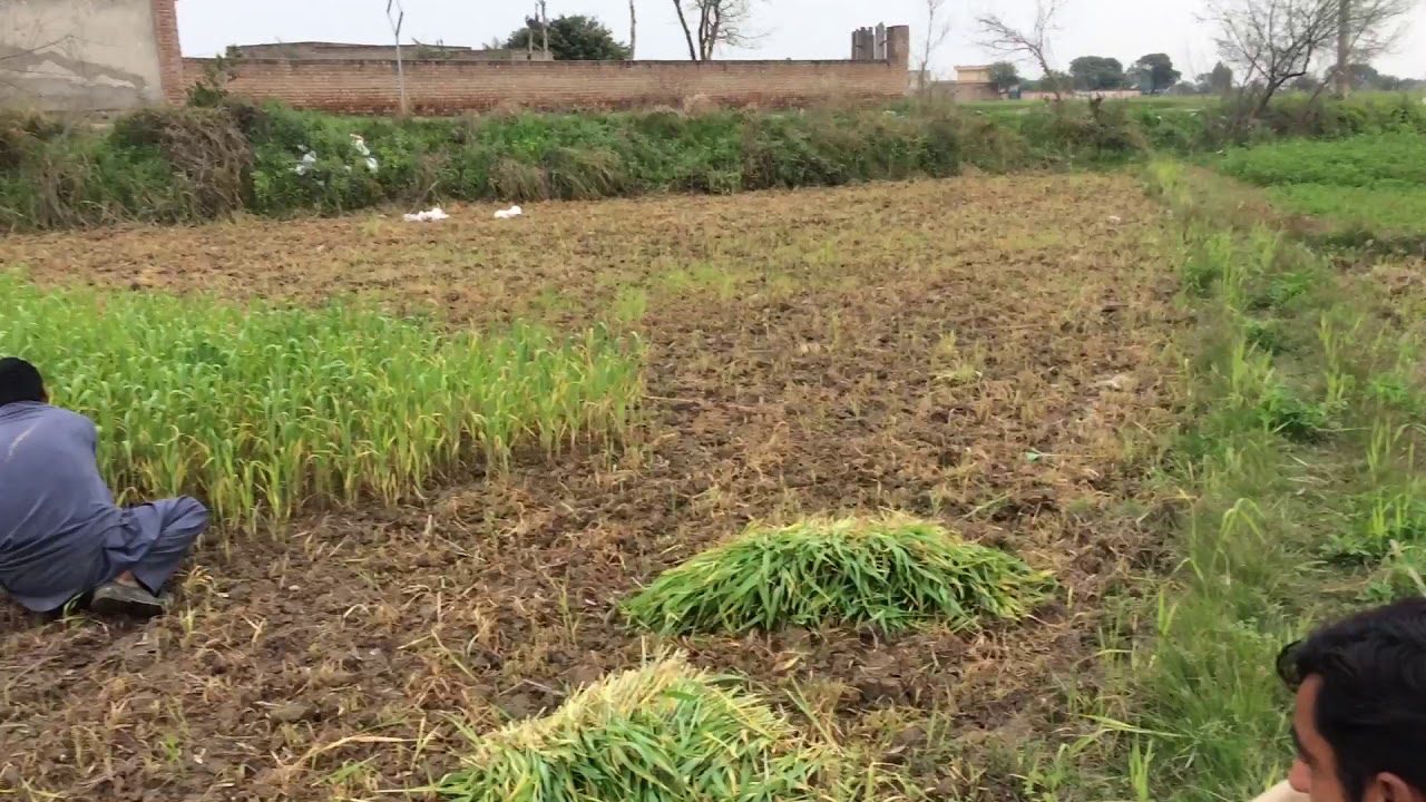 Farm crops - YouTube