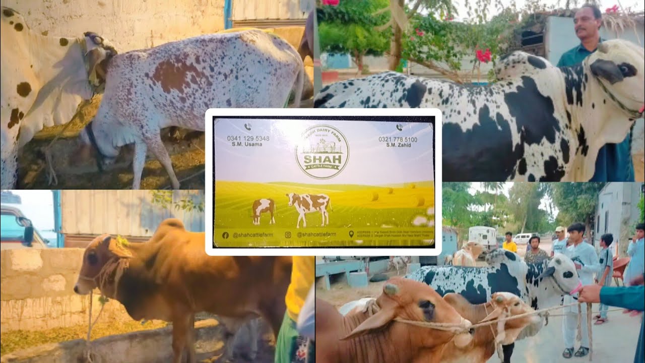 Shah Cattle Farm | Bakra Eid 2023 🐄 - YouTube