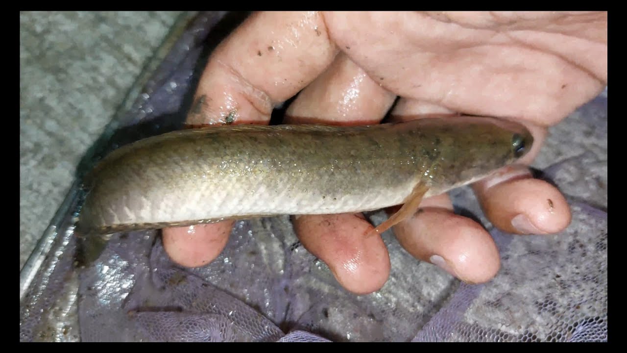 Menangkap ikan channa/kotes di selokan sawah - YouTube