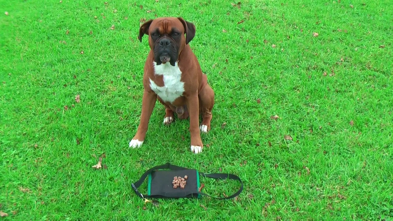 Razz - Novice Trick Dog Application - YouTube