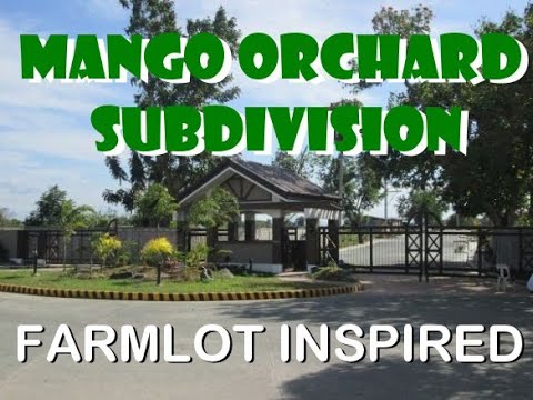 MANGO ORCHARD NAIC CAVITE - YouTube